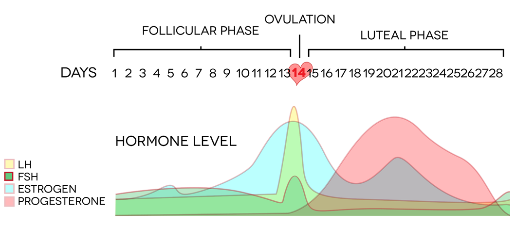 The Luteal Phase – Fairhaven Health